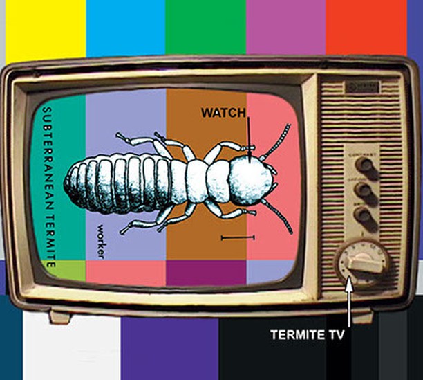 Termite TV Collective » Cherry Street Pier